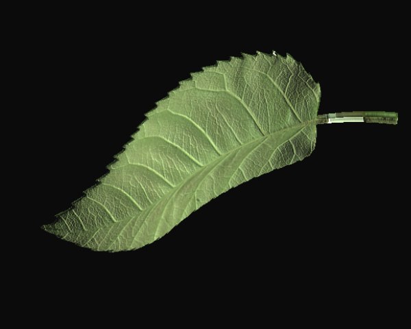 leaf 3d model