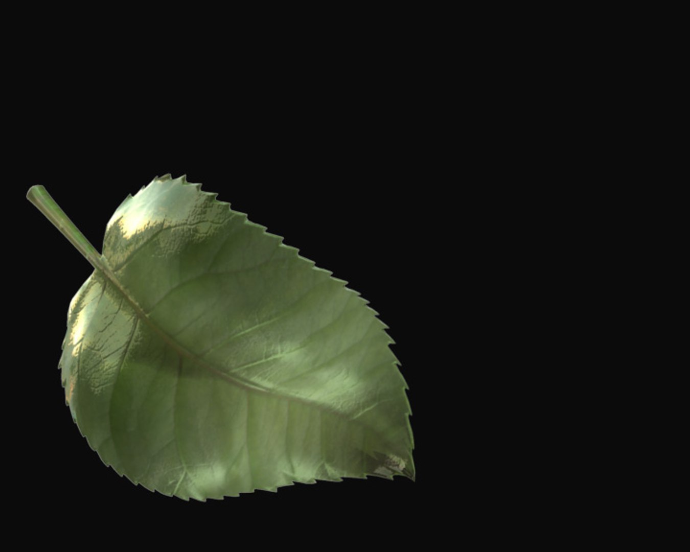 Leaf 3d Model
