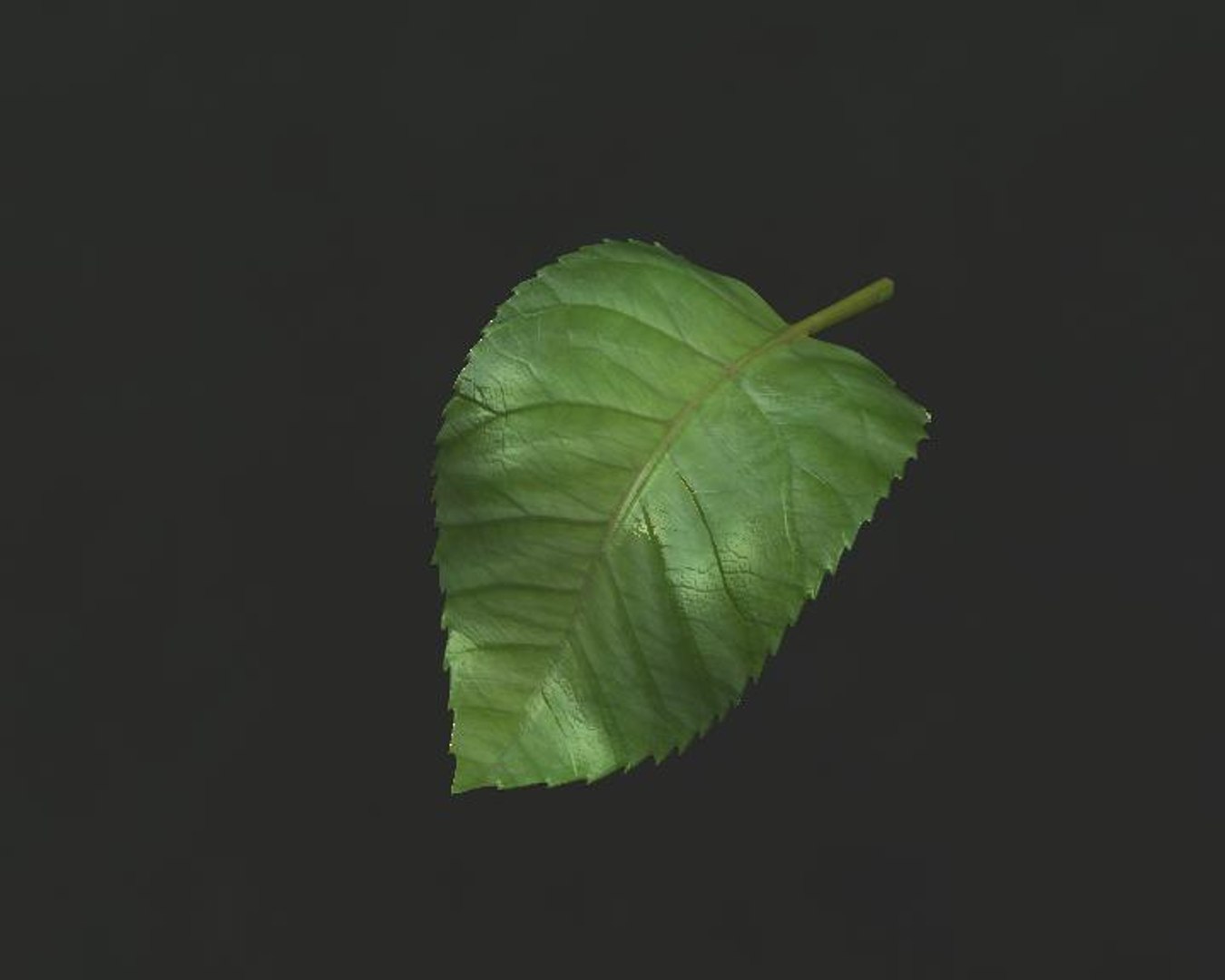 Leaf 3d Model
