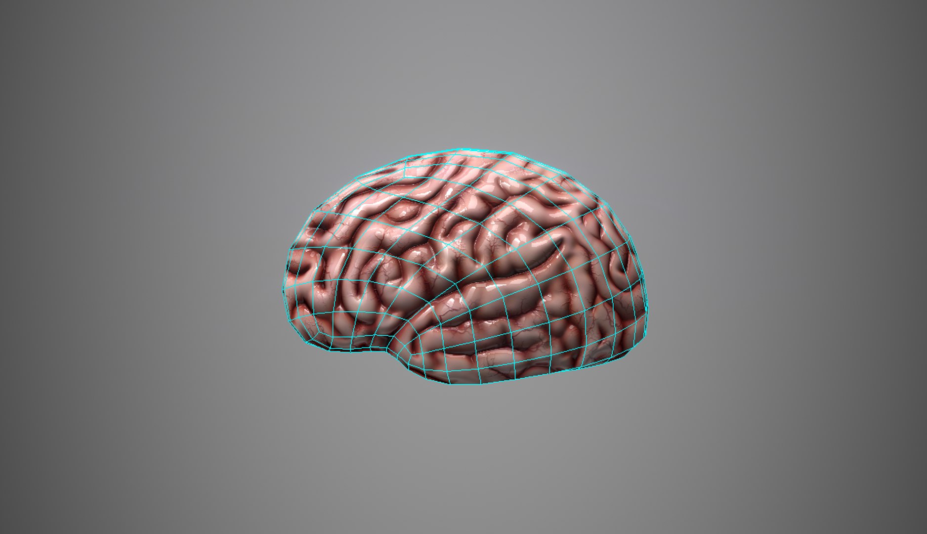 3d Brain