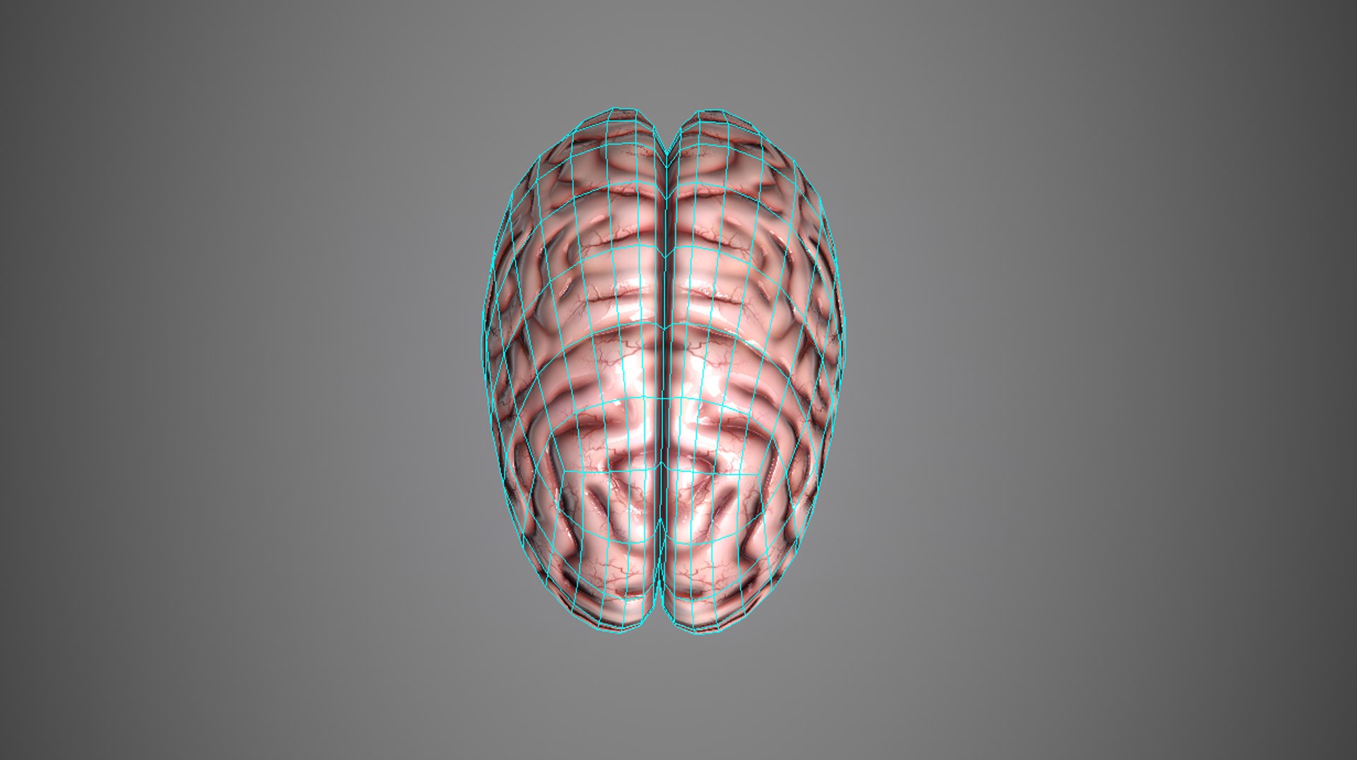 3d Brain