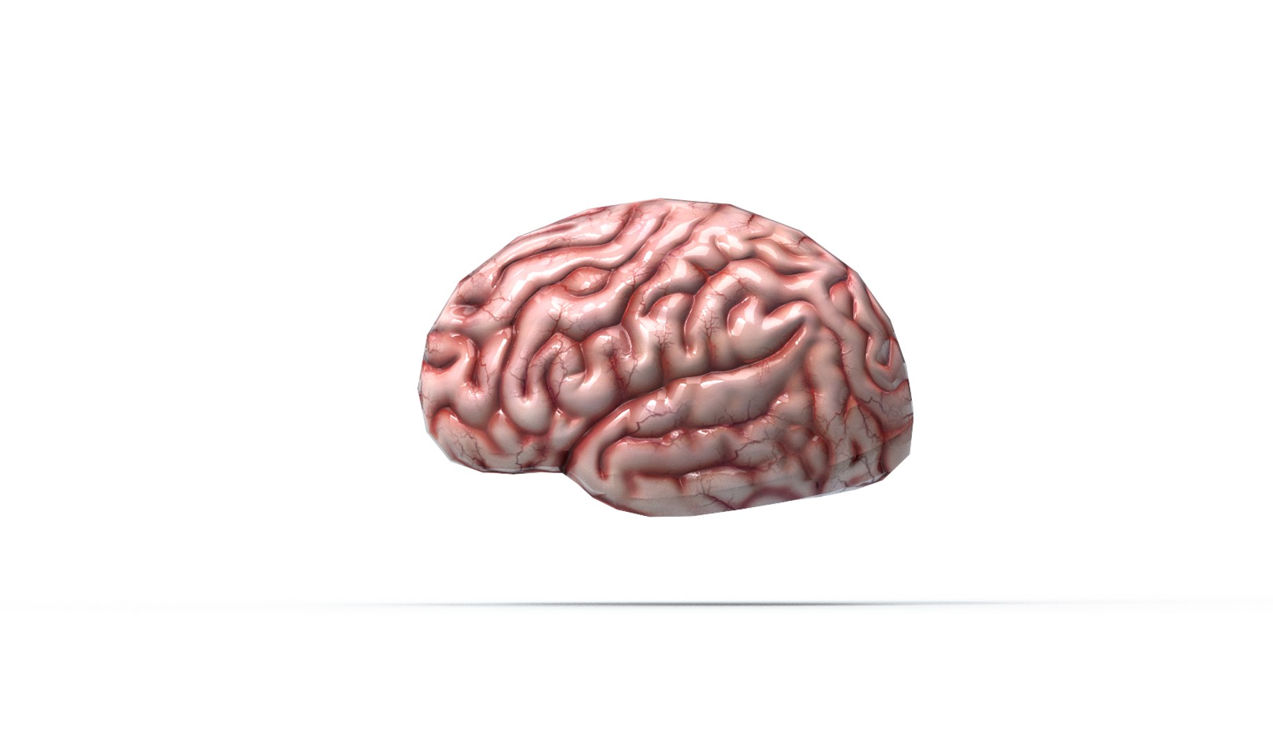 3d Brain