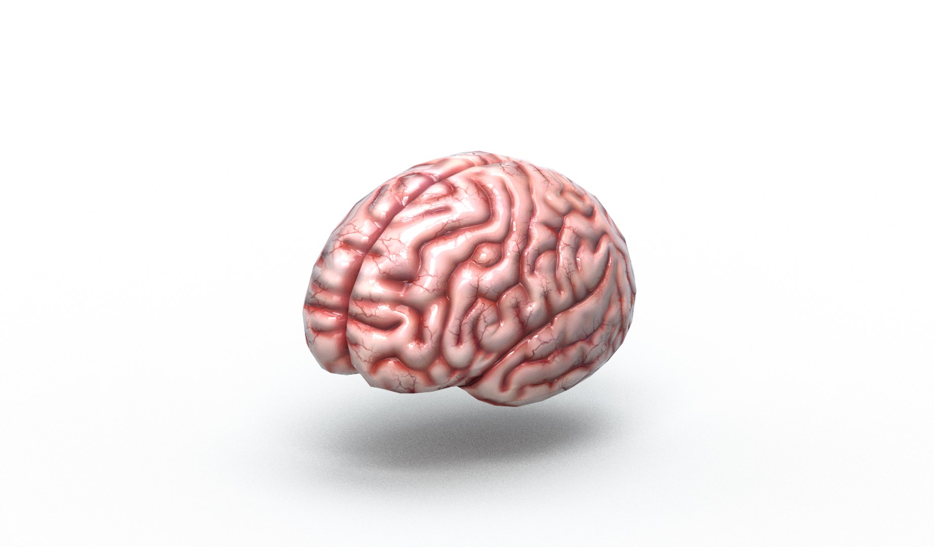 3d Brain