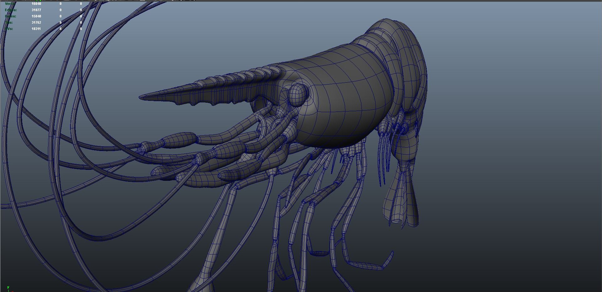3d Model Prawn Shrimp
