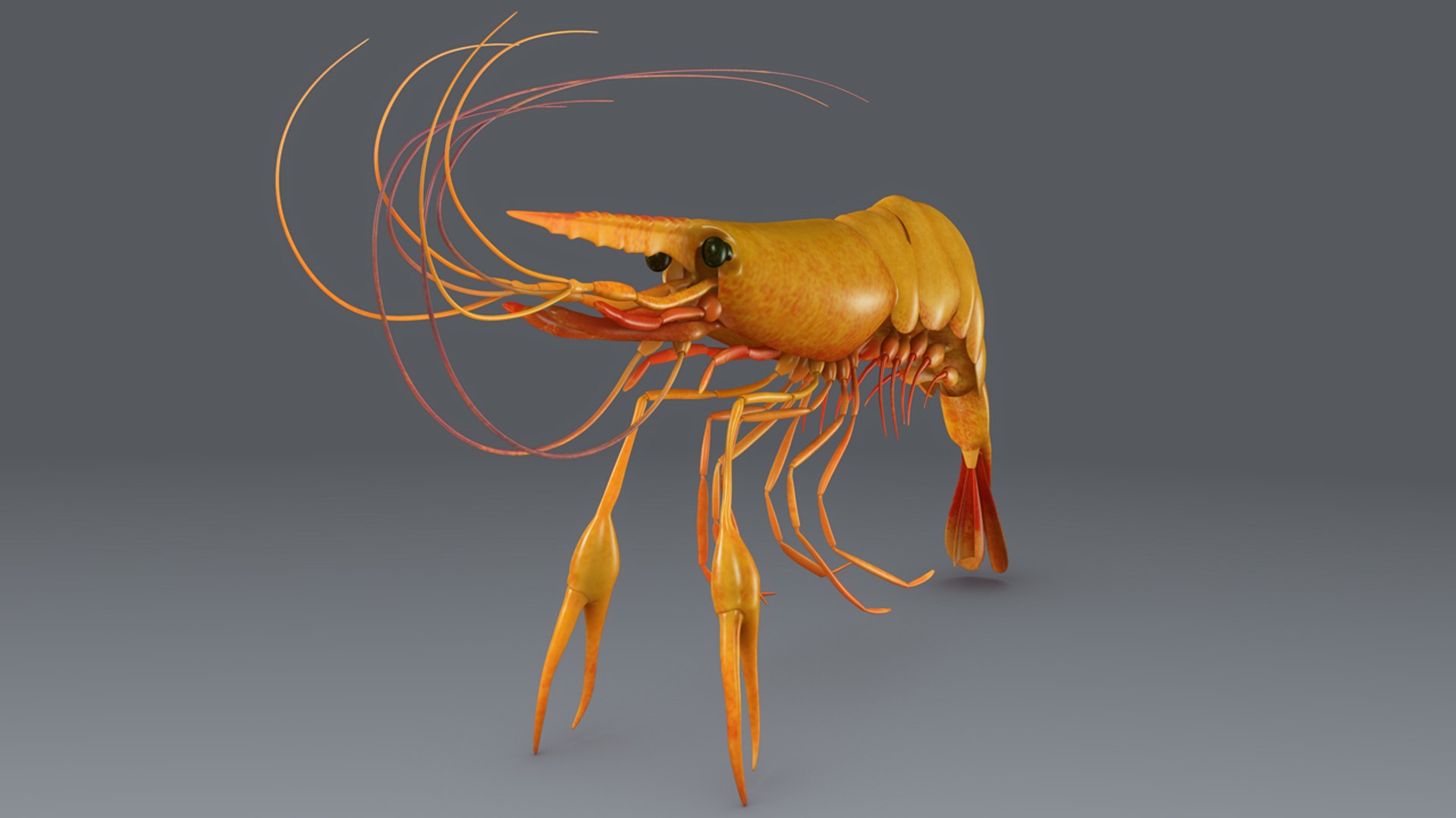 3d Model Prawn Shrimp