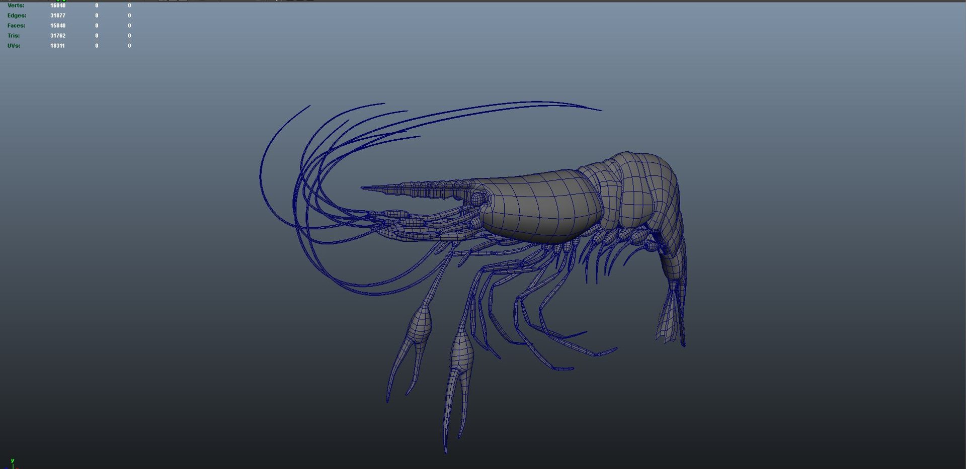 3d Model Prawn Shrimp