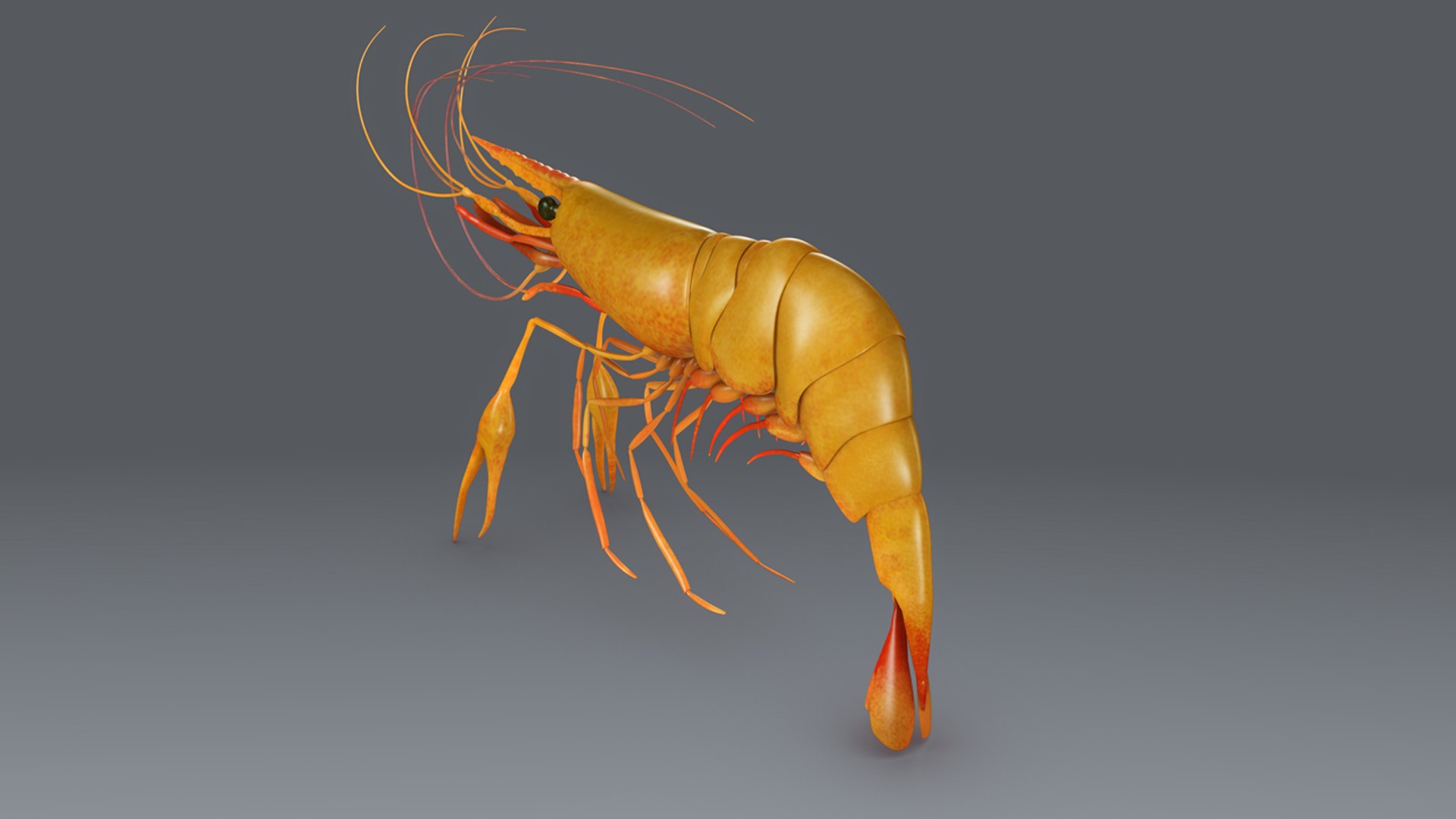 3d Model Prawn Shrimp