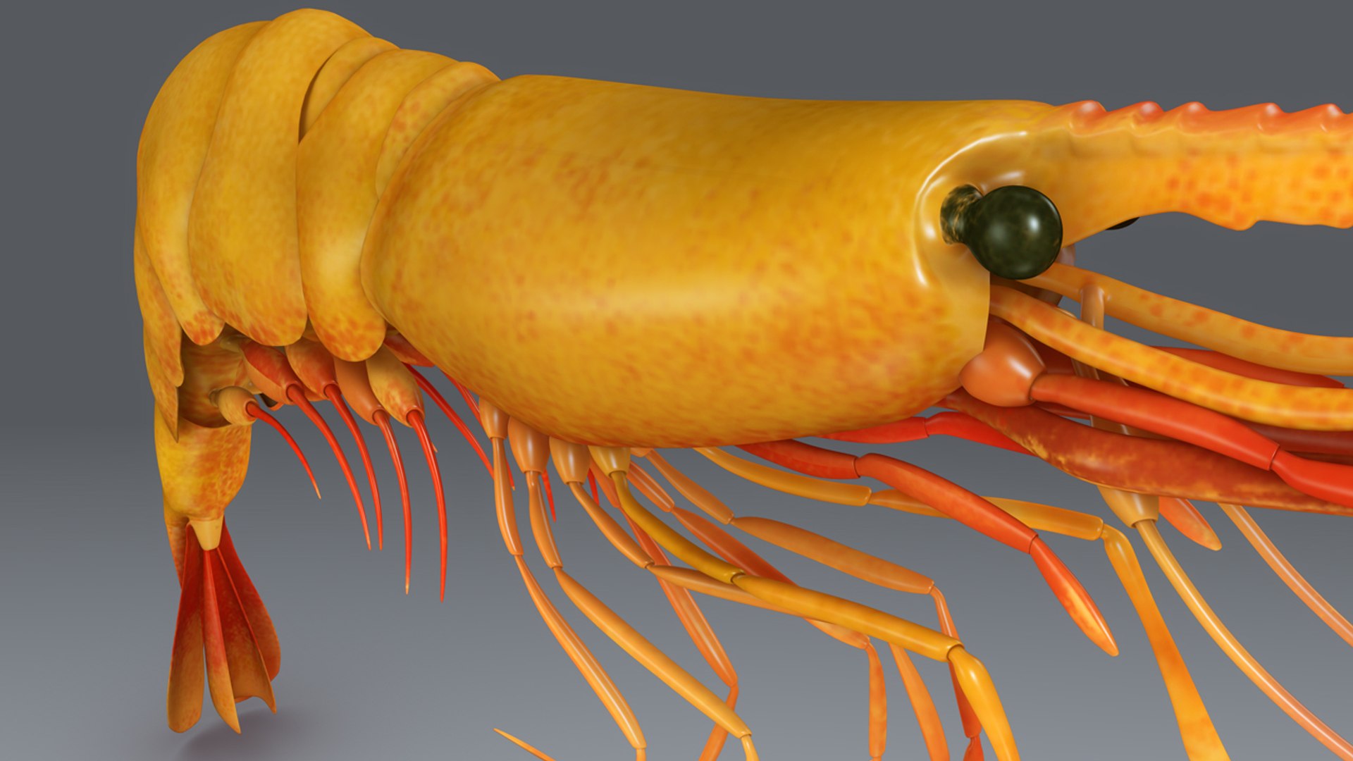 3d Model Prawn Shrimp