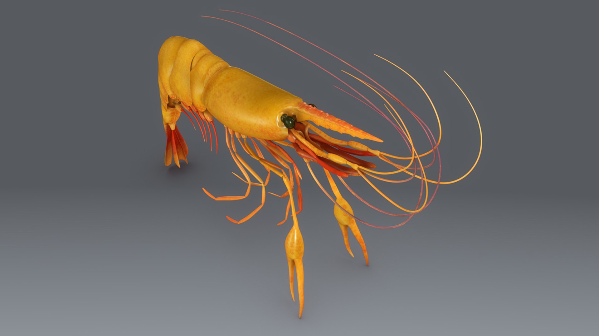 3d Model Prawn Shrimp