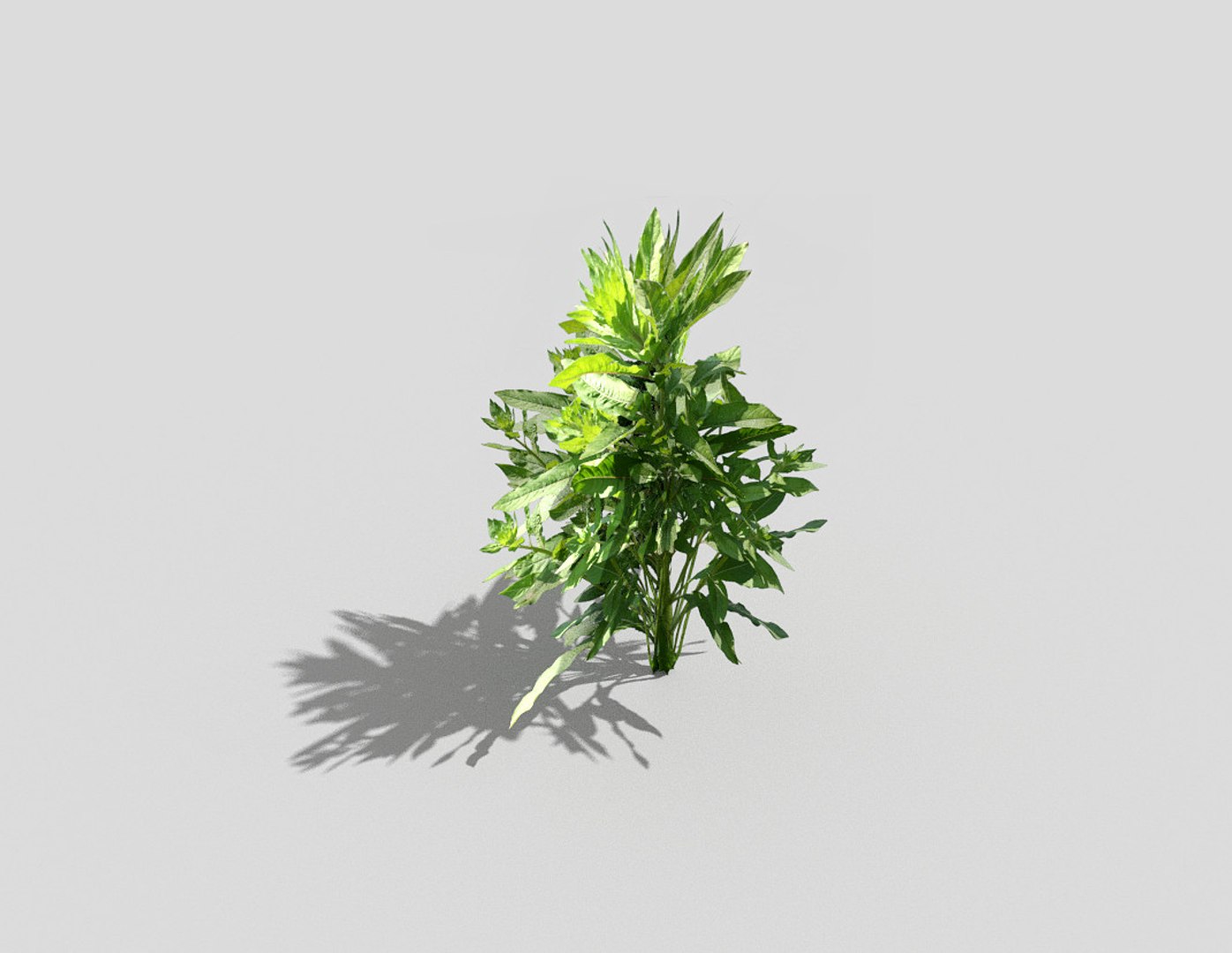 3d Plant Model