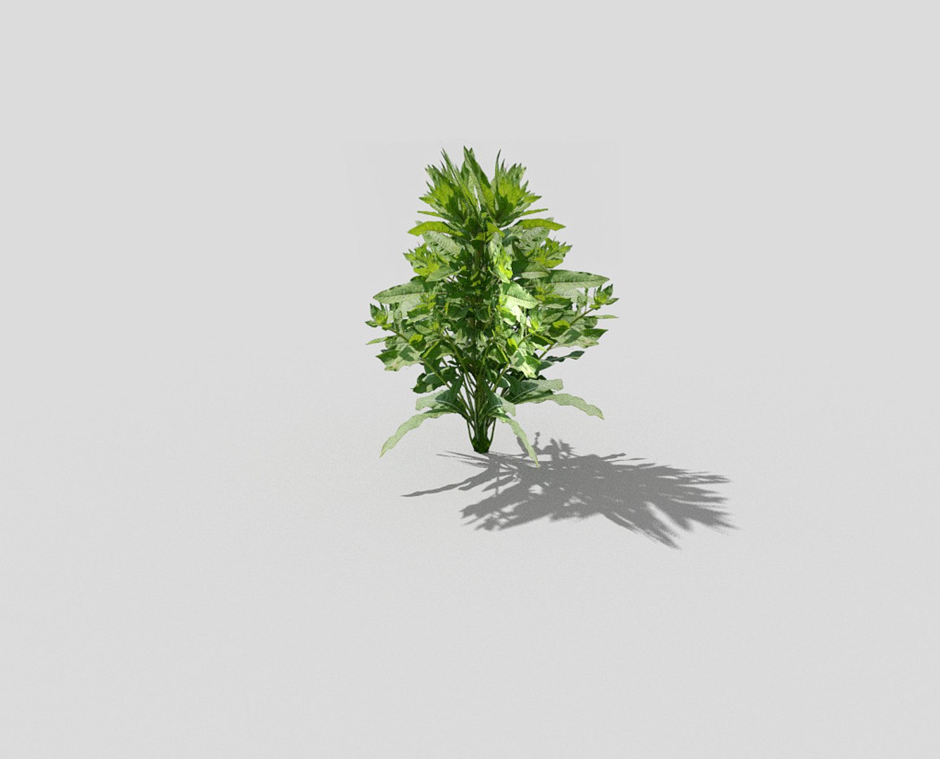 3d Plant Model