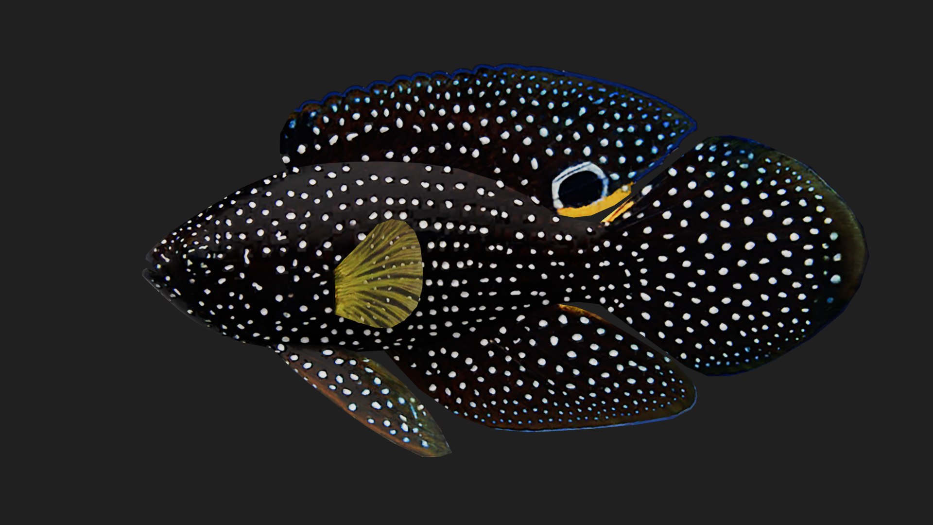 Plesiops 3D - TurboSquid 2122912