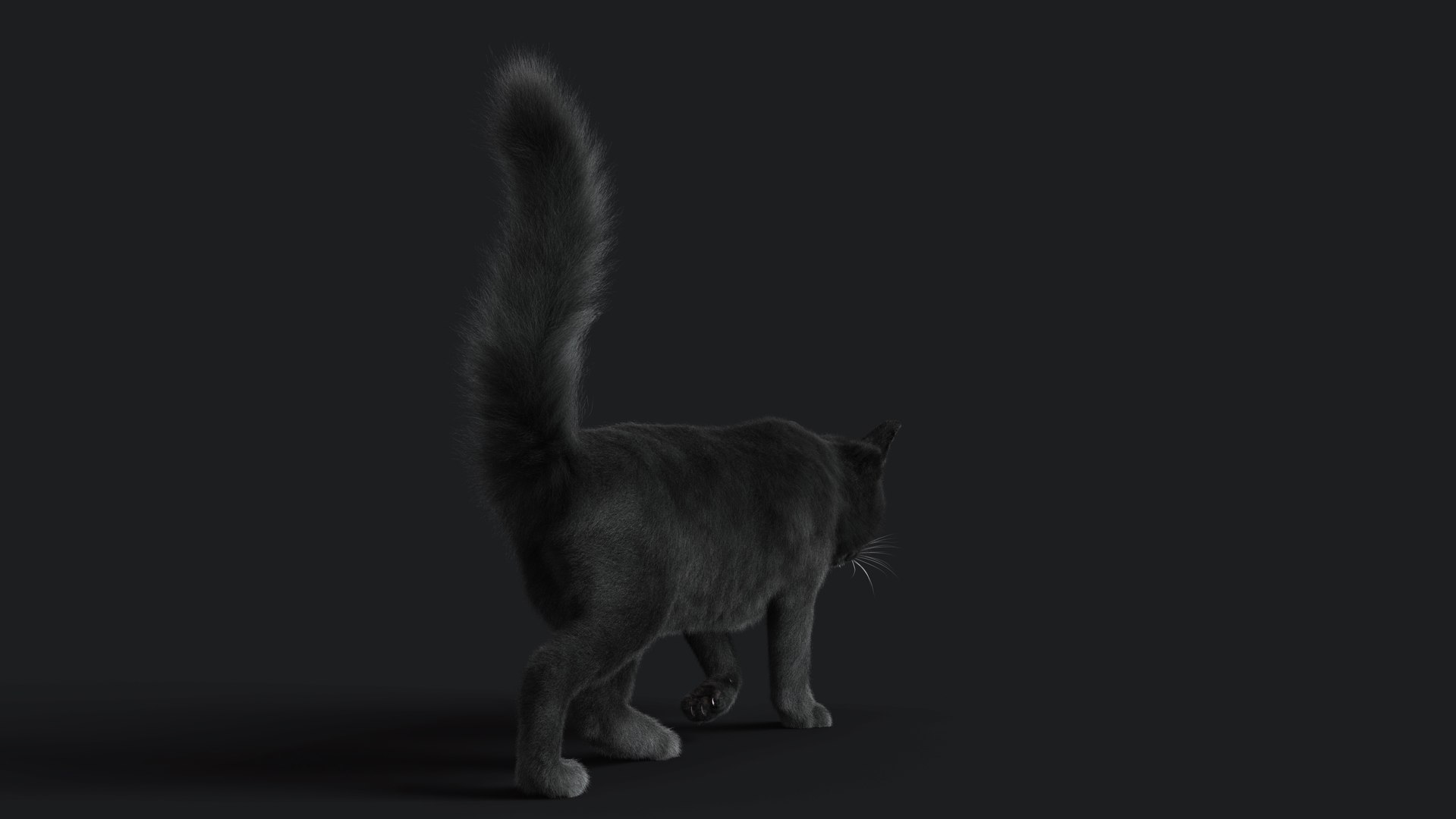Cat Black ANIMATED - YETI Version Model - TurboSquid 2117807
