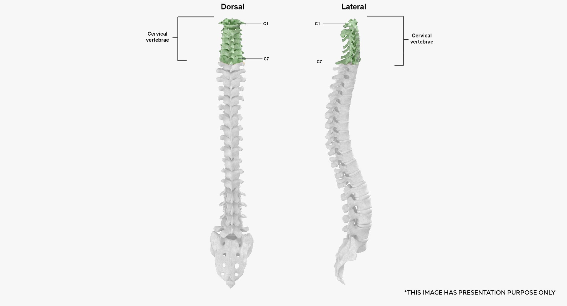 3D Human Neck Cervical Vertebrae C1 to C7 Bones Collection 01 - 4 ...