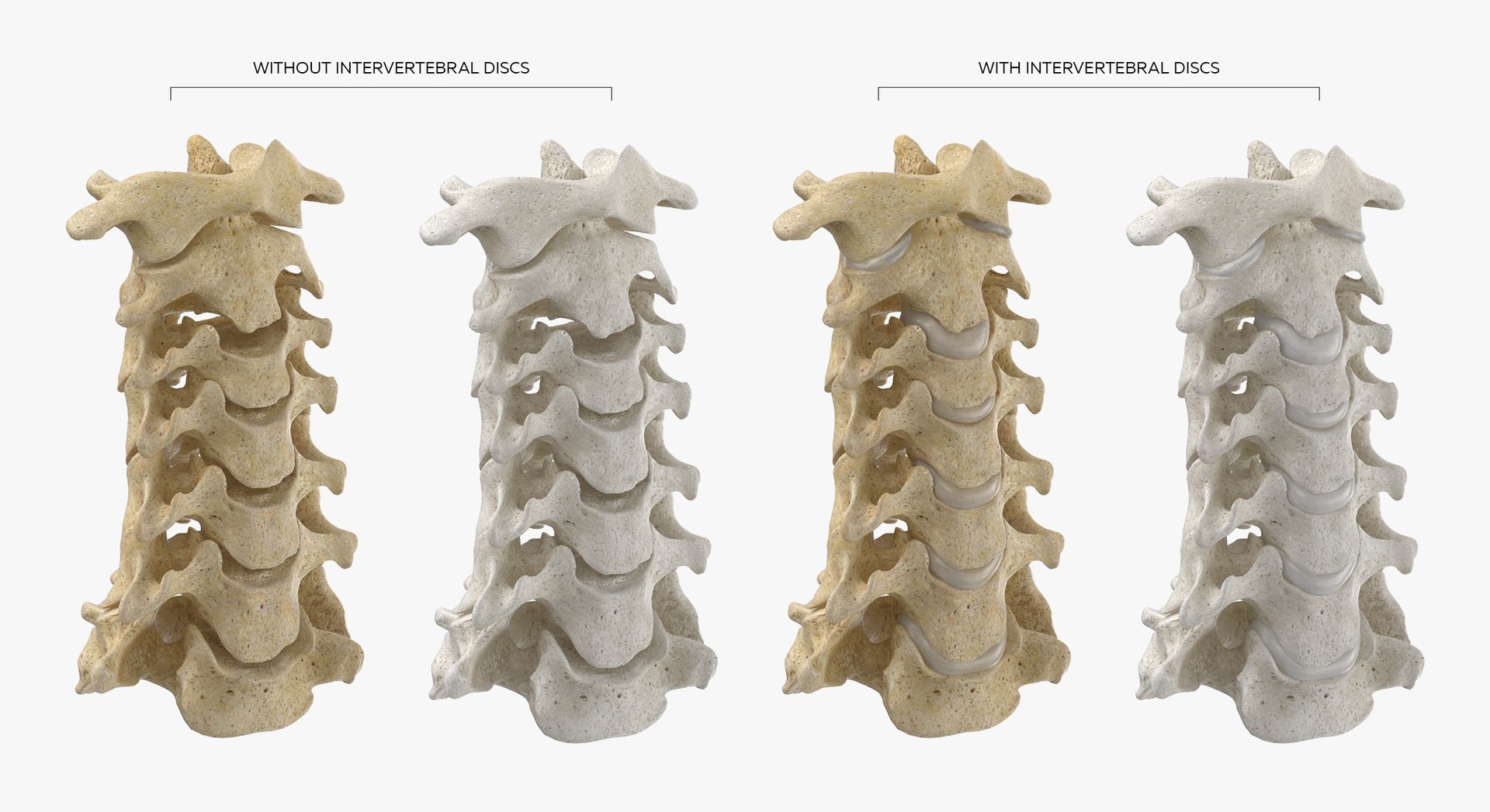 3D Human Neck Cervical Vertebrae C1 to C7 Bones Collection 01 - 4 ...