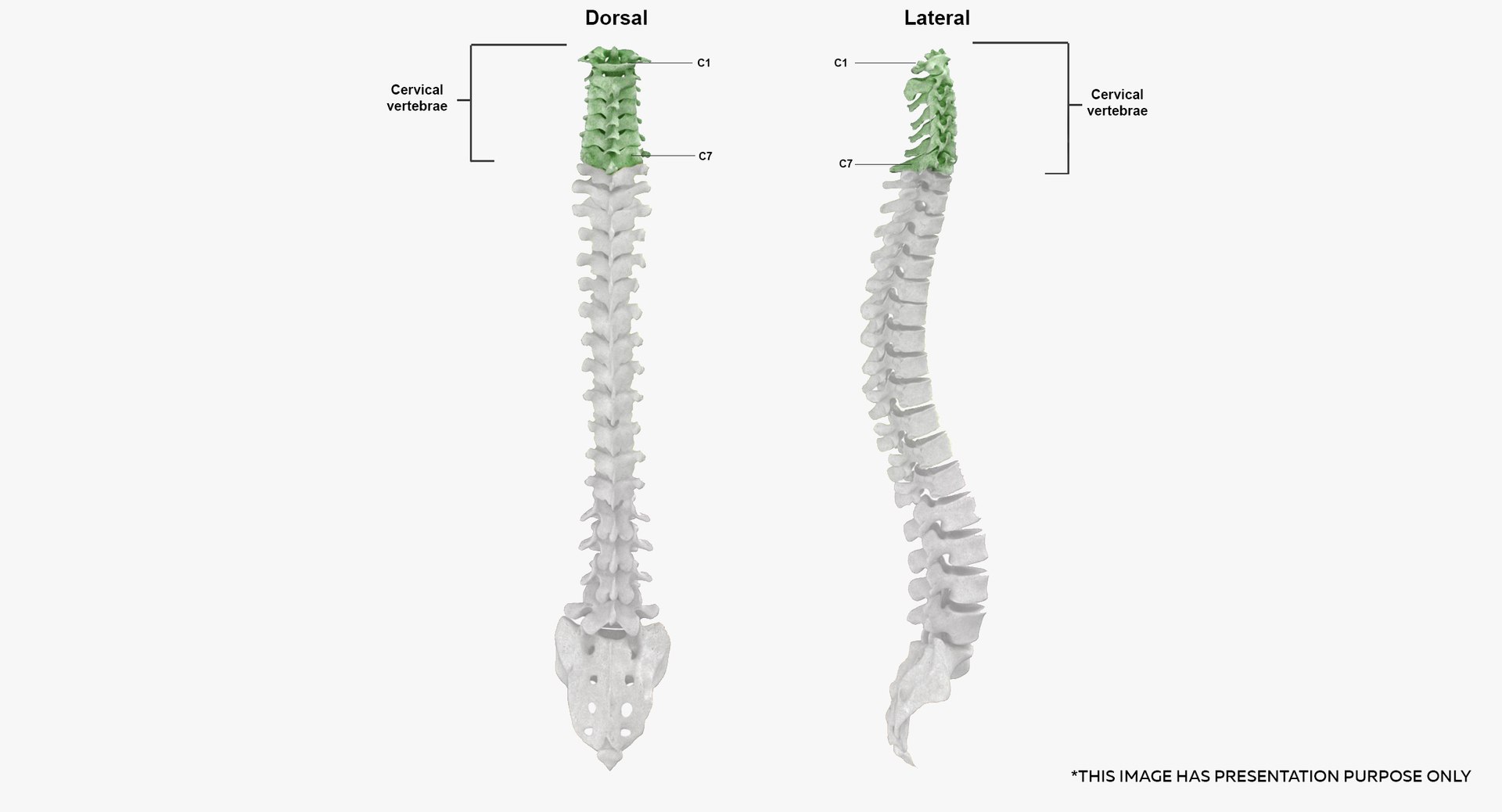 3D Human Neck Cervical Vertebrae C1 to C7 Bones Collection 01 - 4 ...