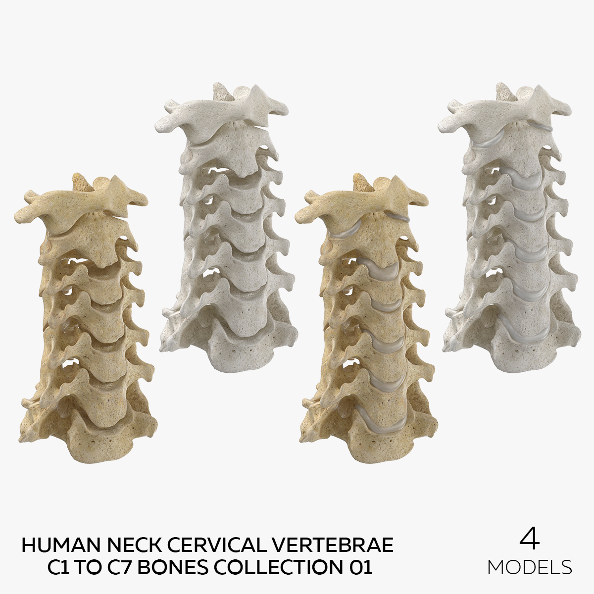 3D Human Neck Cervical Vertebrae C1 to C7 Bones Collection 01 - 4 ...