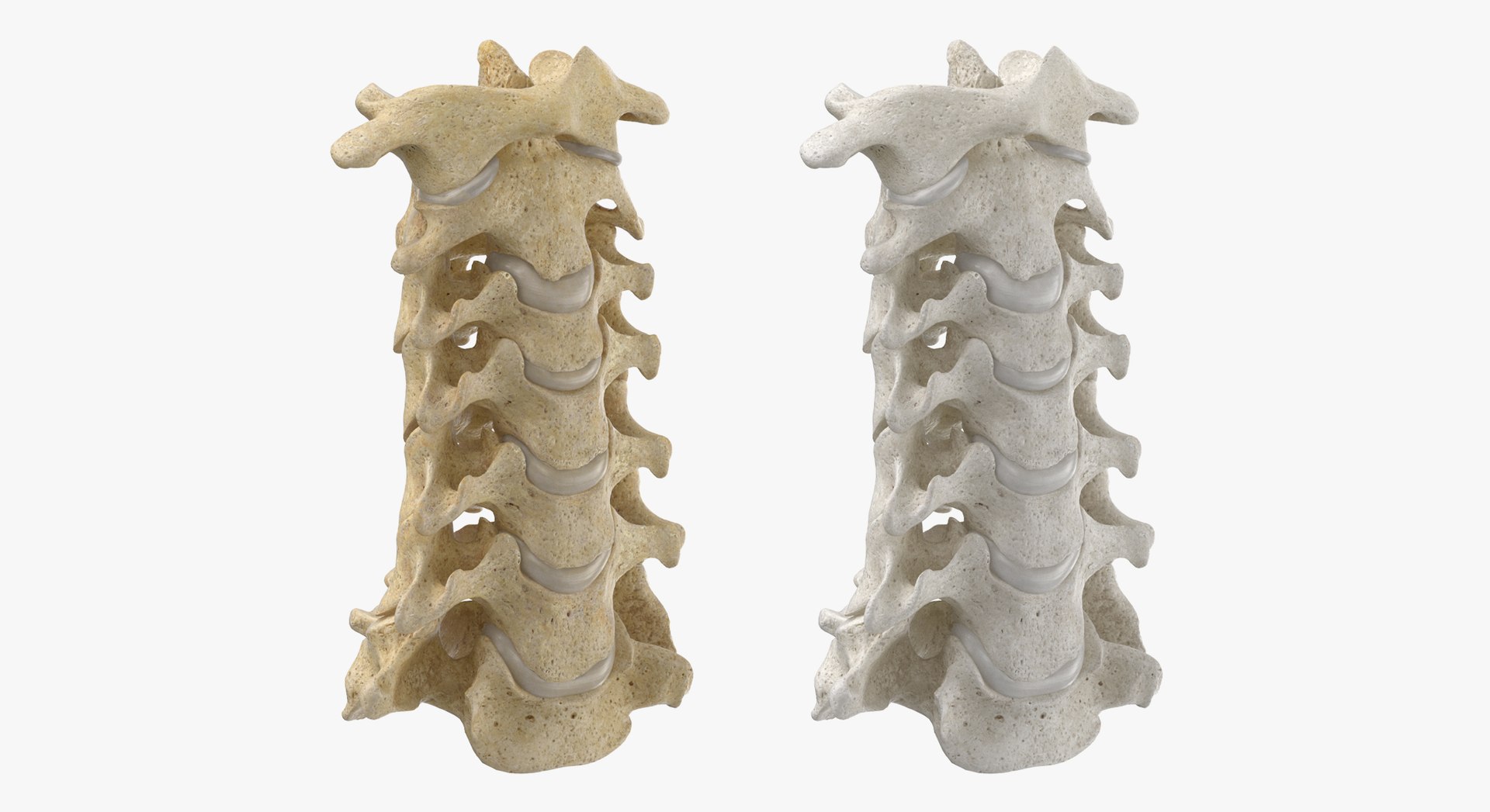 3D Human Neck Cervical Vertebrae C1 to C7 Bones Collection 01 - 4 ...