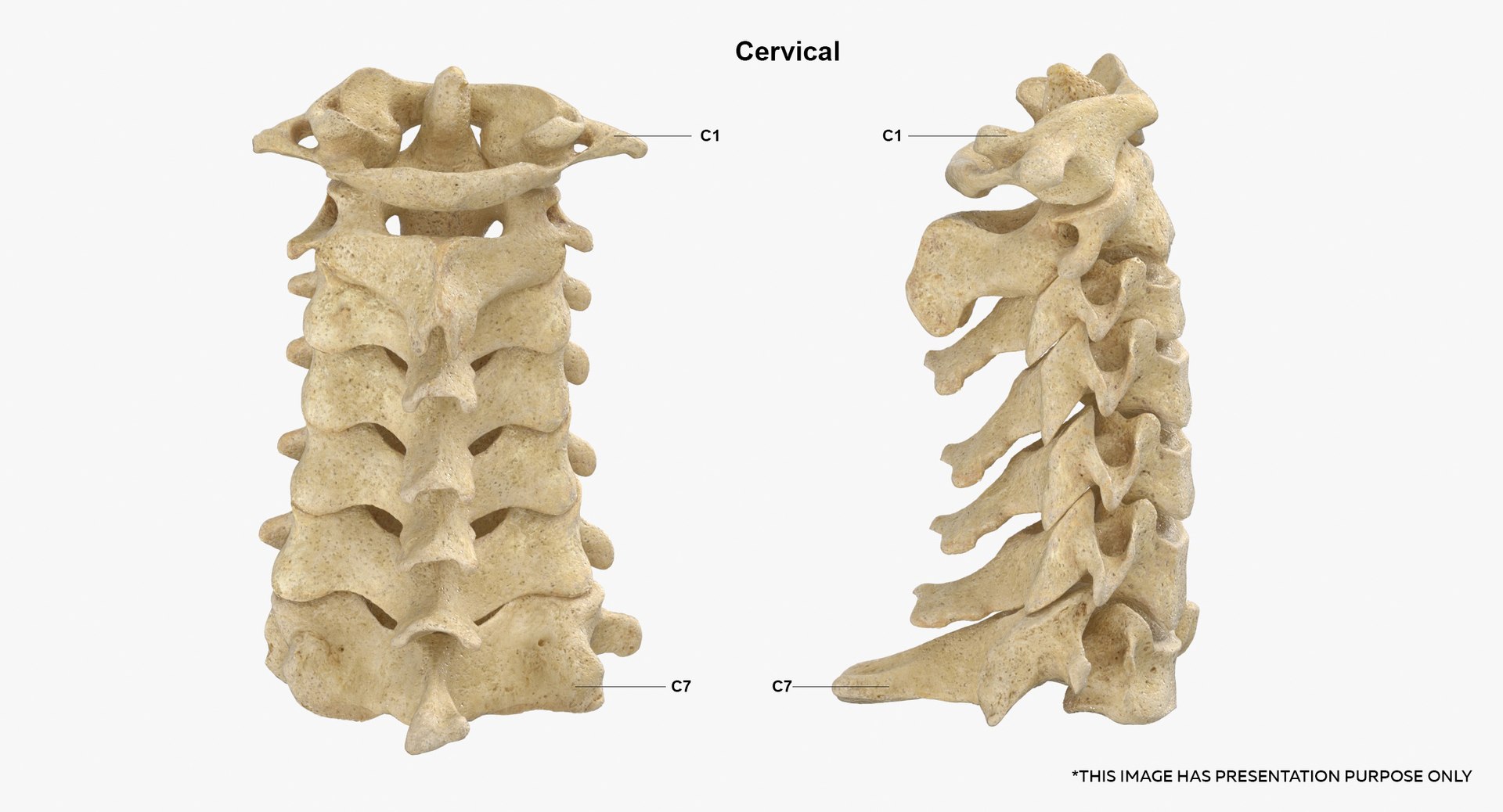 3D Human Neck Cervical Vertebrae C1 to C7 Bones Collection 01 - 4 ...