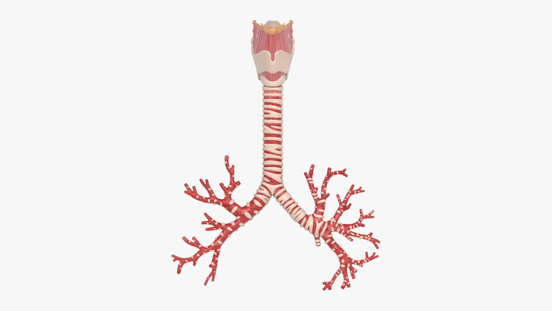 Trachea Lungs Bronchial Tree Model - TurboSquid 2508774