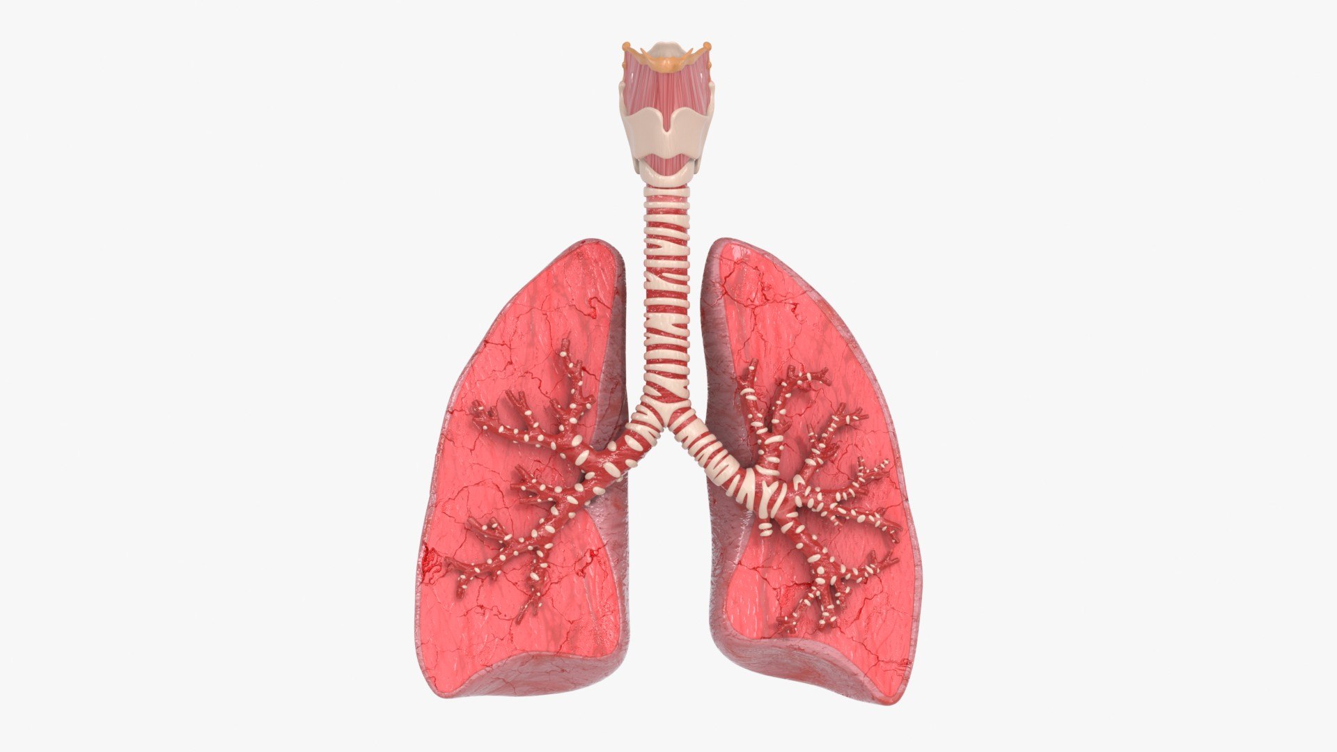 Trachea Lungs Bronchial Tree Model - TurboSquid 2508774
