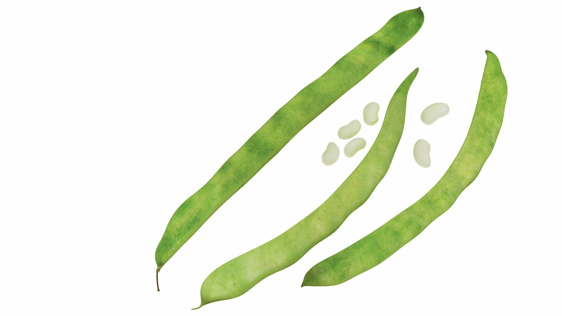 Beans okra 3D model - TurboSquid 1551688