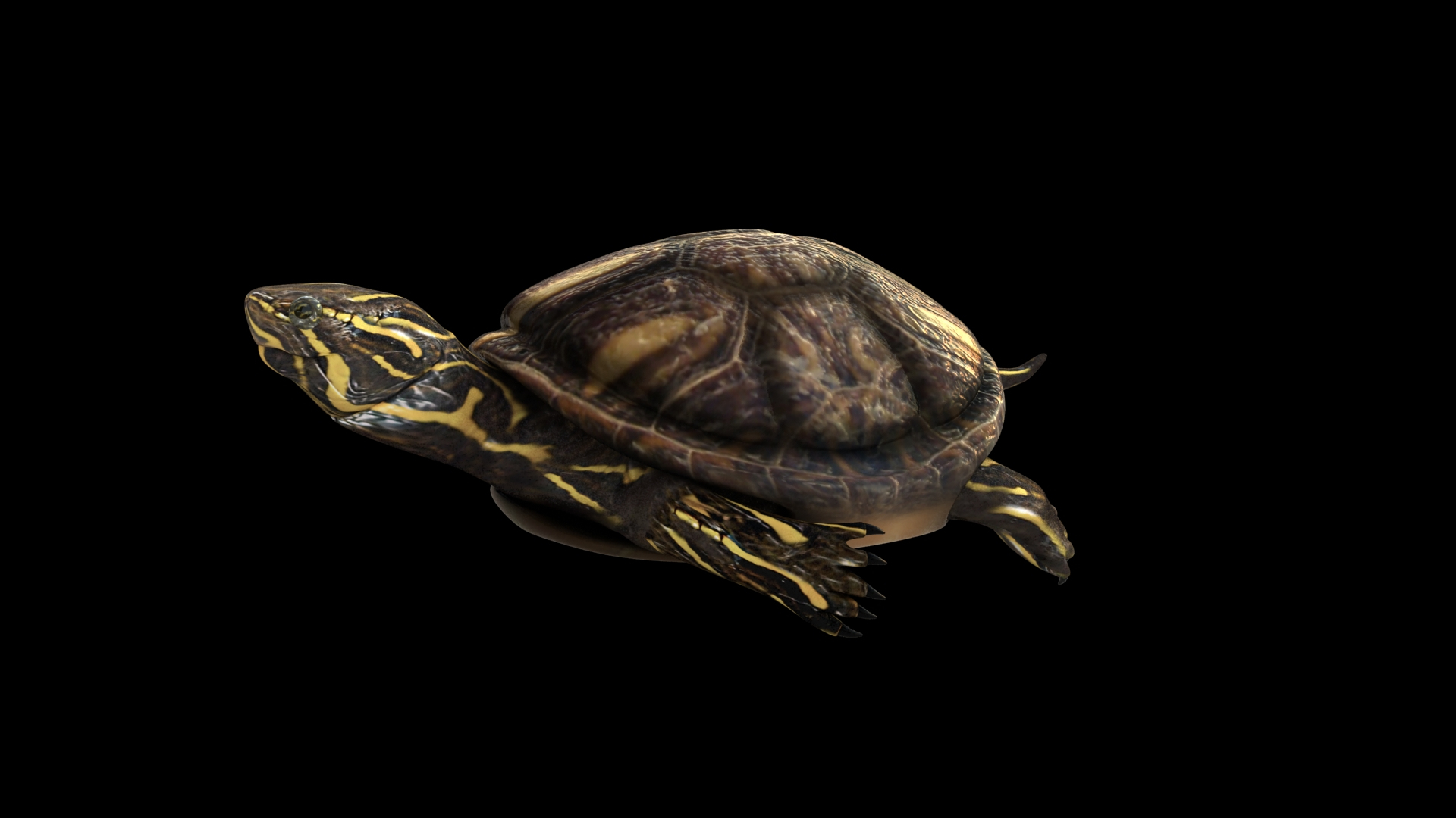 Turtle Rigged Animation Sea 3d Model