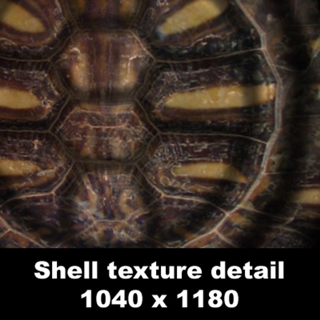 Turtle Rigged Animation Sea 3d Model