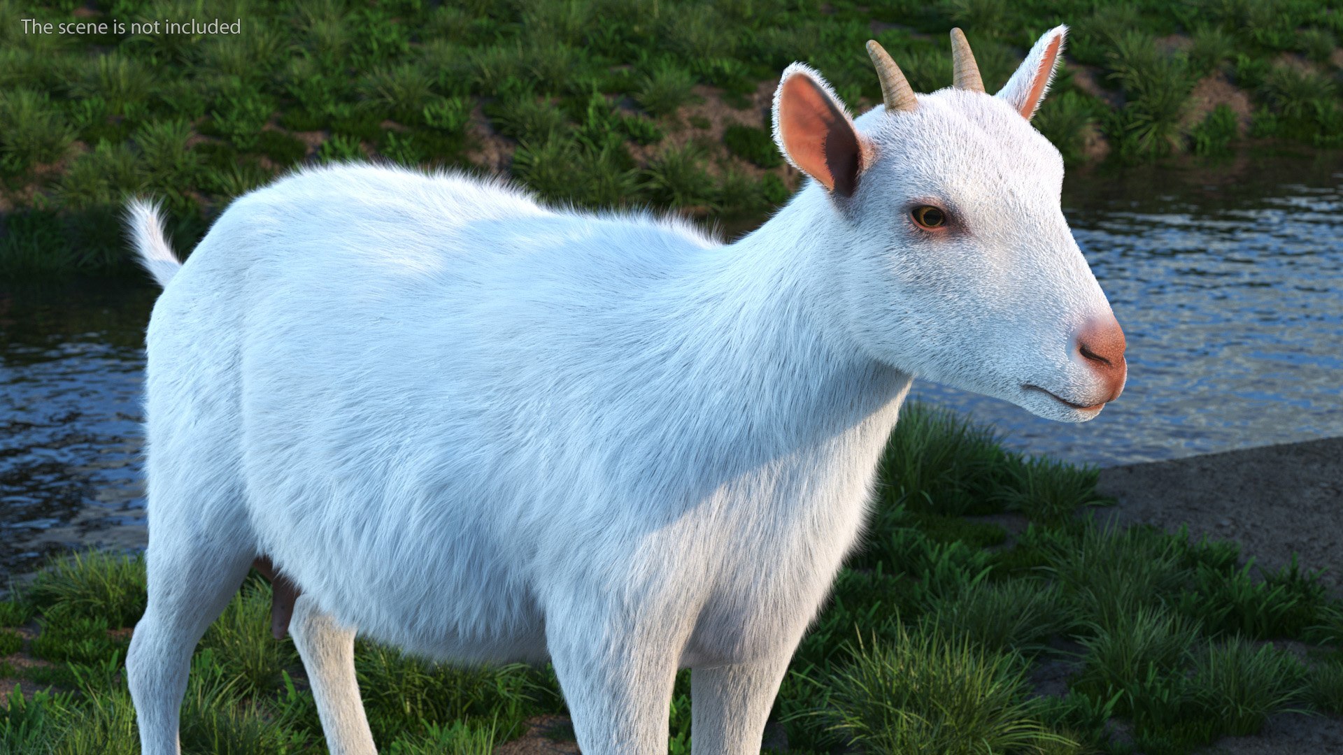 Goat Saanen Breed Rigged Fur 3D Model - TurboSquid 1991631