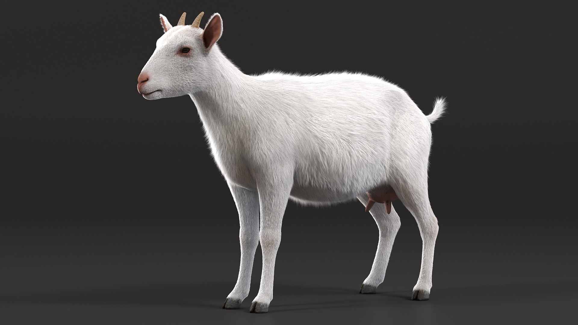 Goat Saanen Breed Rigged Fur 3D Model - TurboSquid 1991631