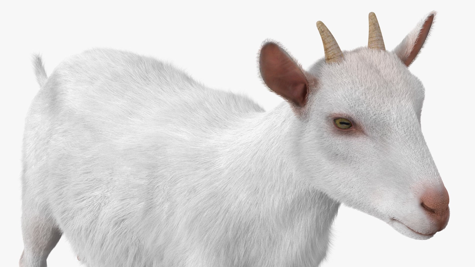 Goat Saanen Breed Rigged Fur 3D Model - TurboSquid 1991631