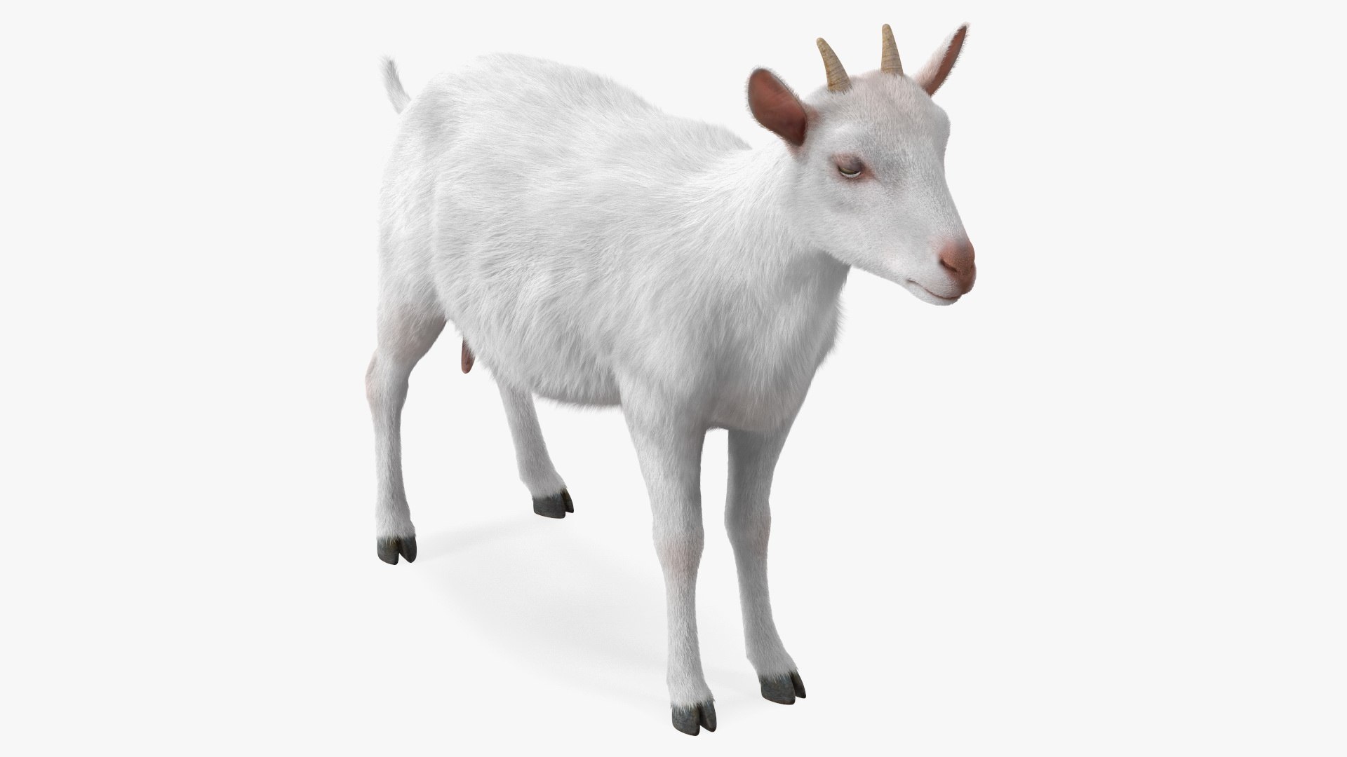Goat Saanen Breed Rigged Fur 3D model - TurboSquid 1991631