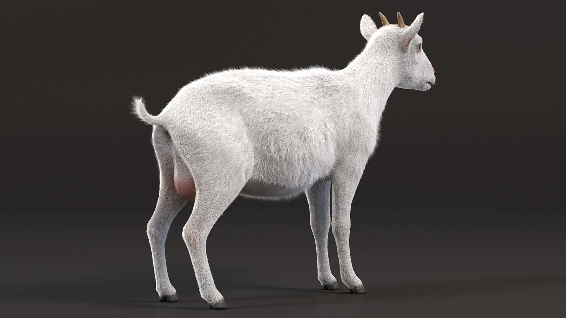 Goat Saanen Breed Rigged Fur 3D Model - TurboSquid 1991631