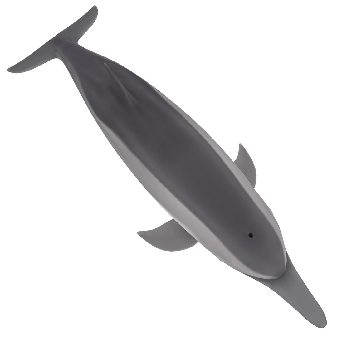 Spinner Dolphin 3D Model - TurboSquid 1456159