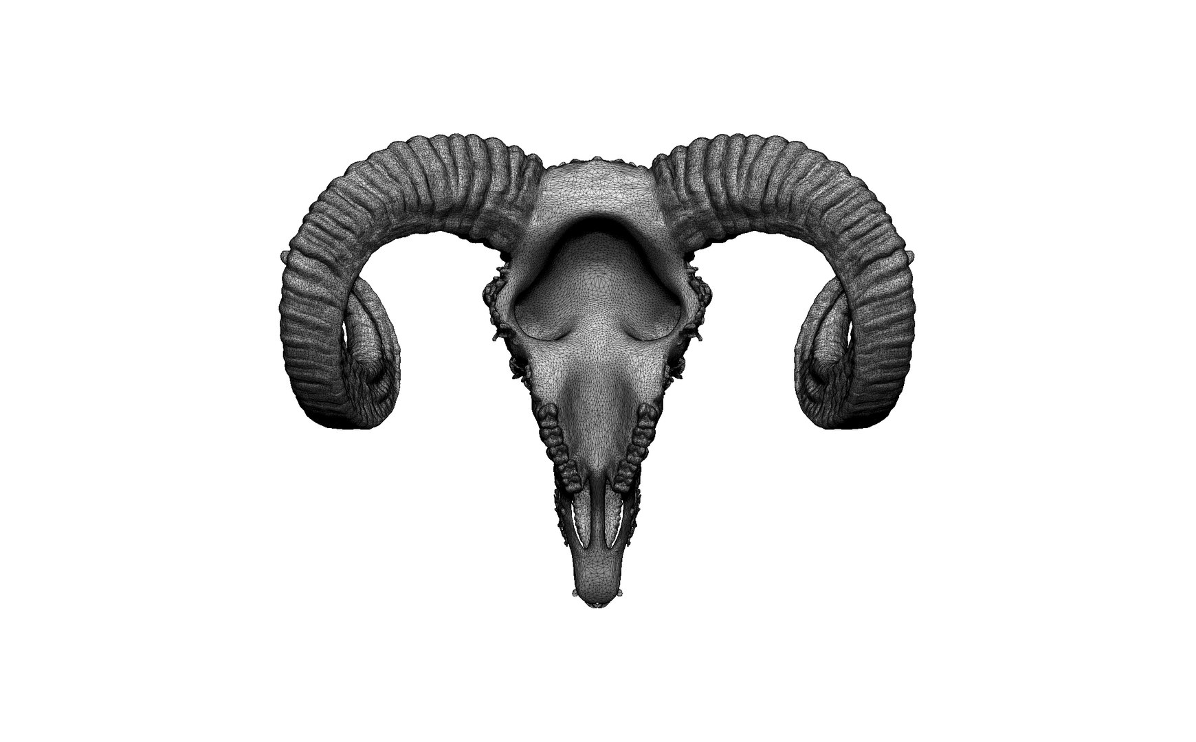 Pattern Bull Skeleton 3D Model - TurboSquid 2174015
