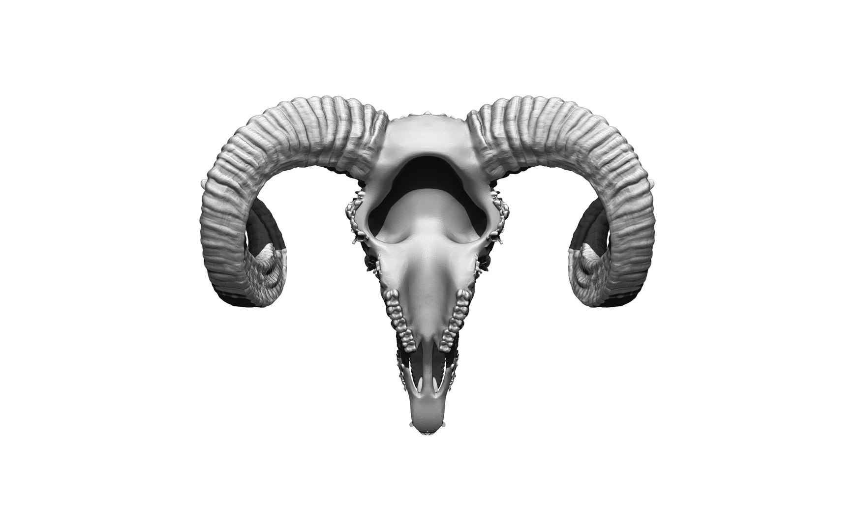 Pattern Bull Skeleton 3D Model - TurboSquid 2174015