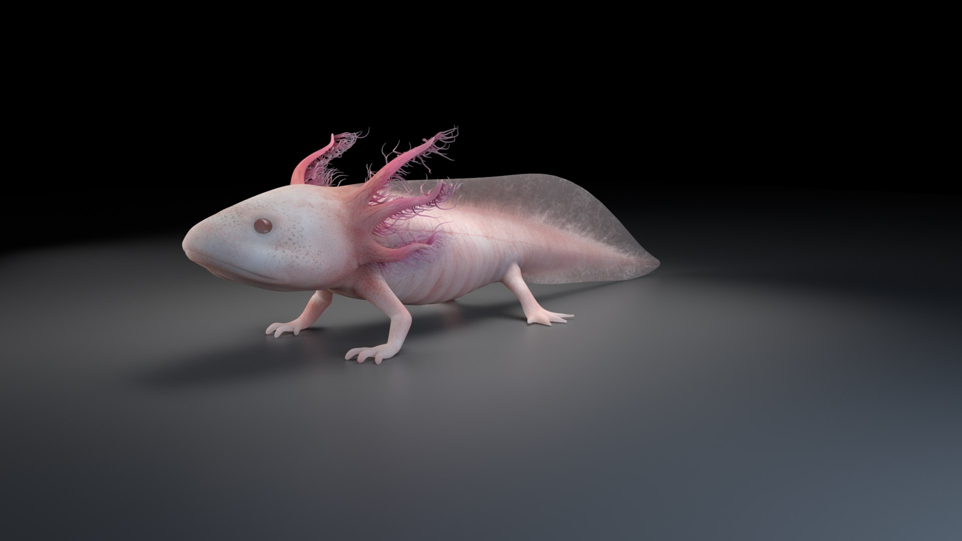 Axolotl - 3D Model - TurboSquid 1442844