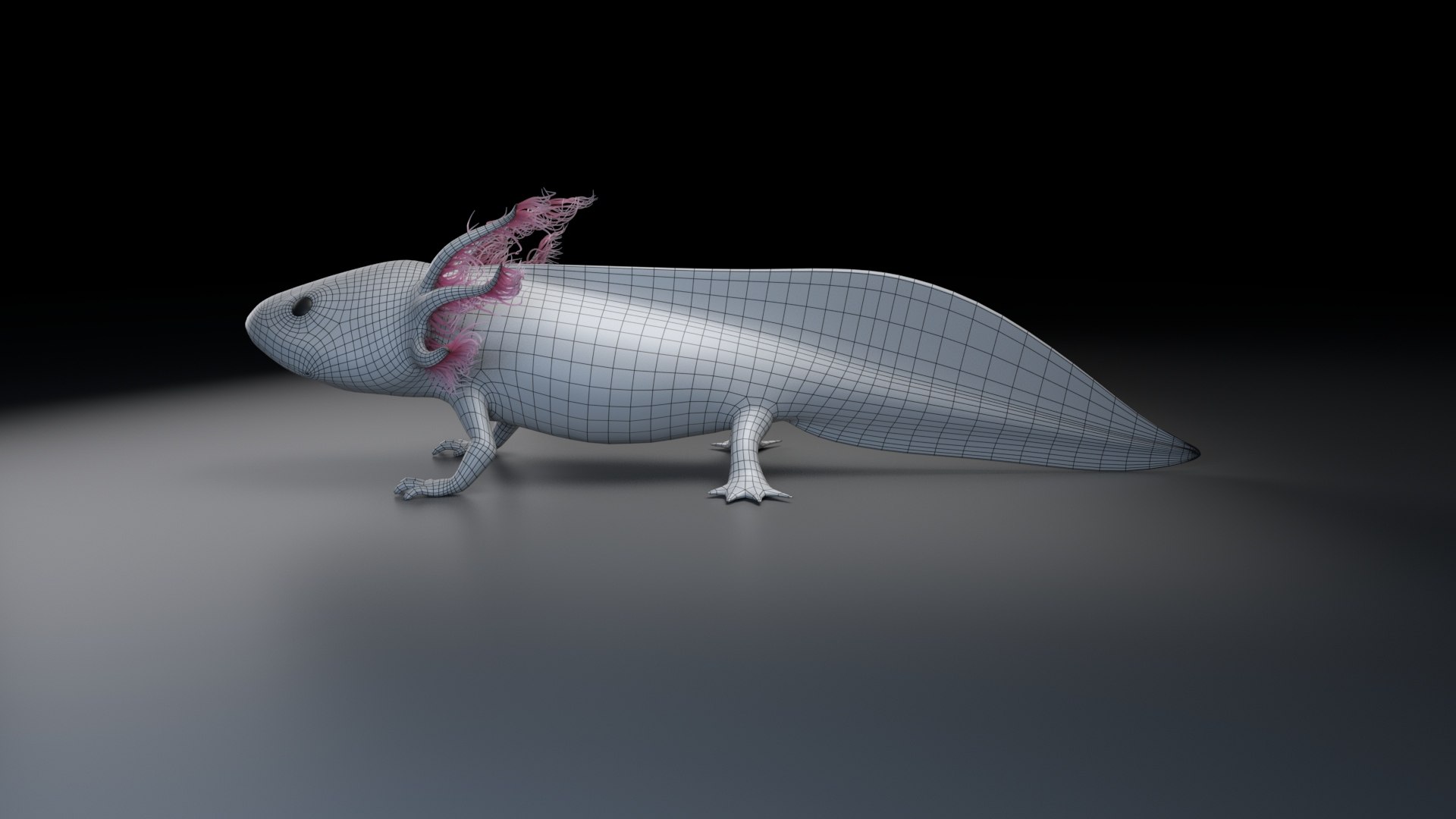 Axolotl - 3D Model - TurboSquid 1442844