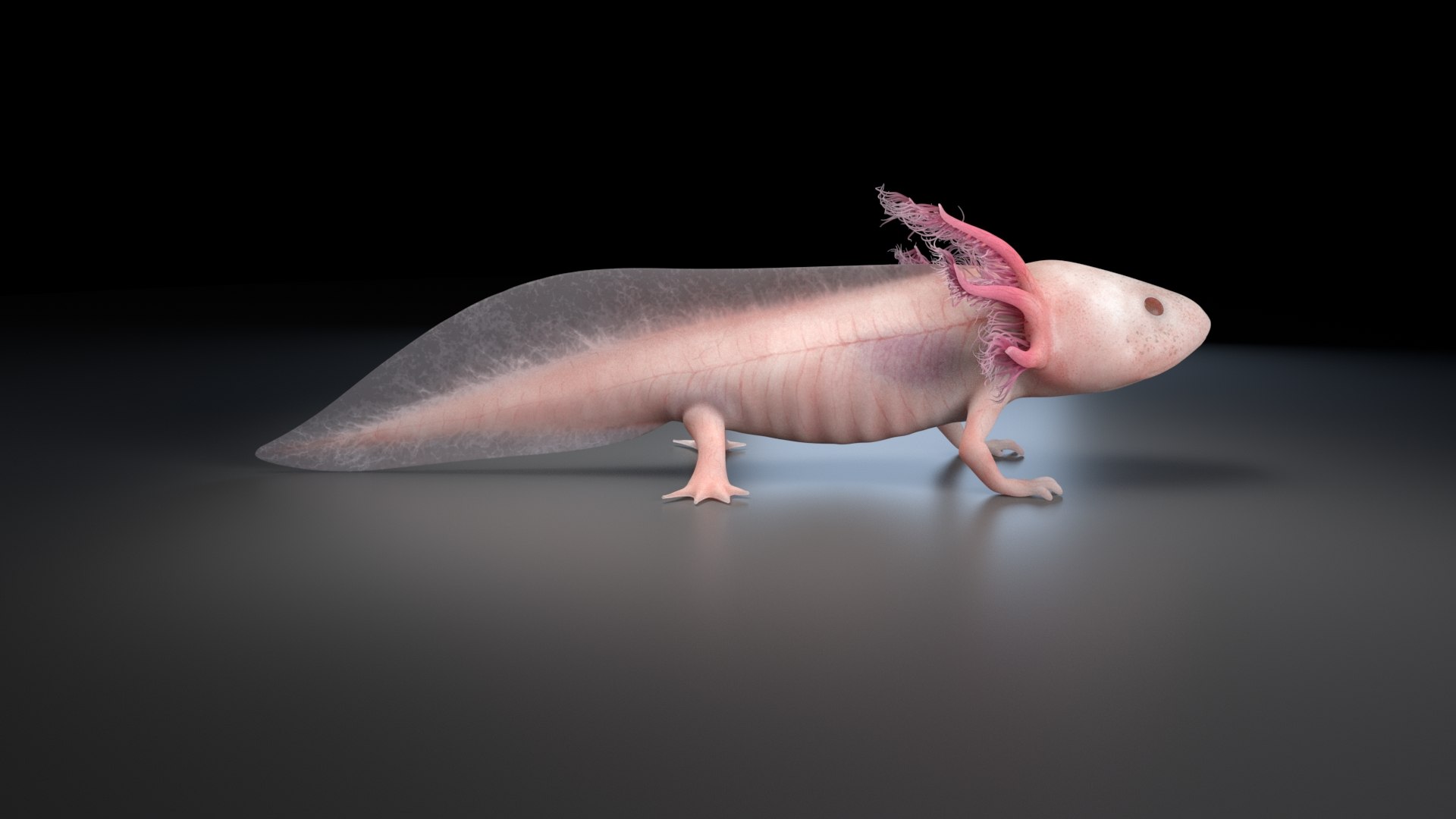 Axolotl - 3D Model - TurboSquid 1442844