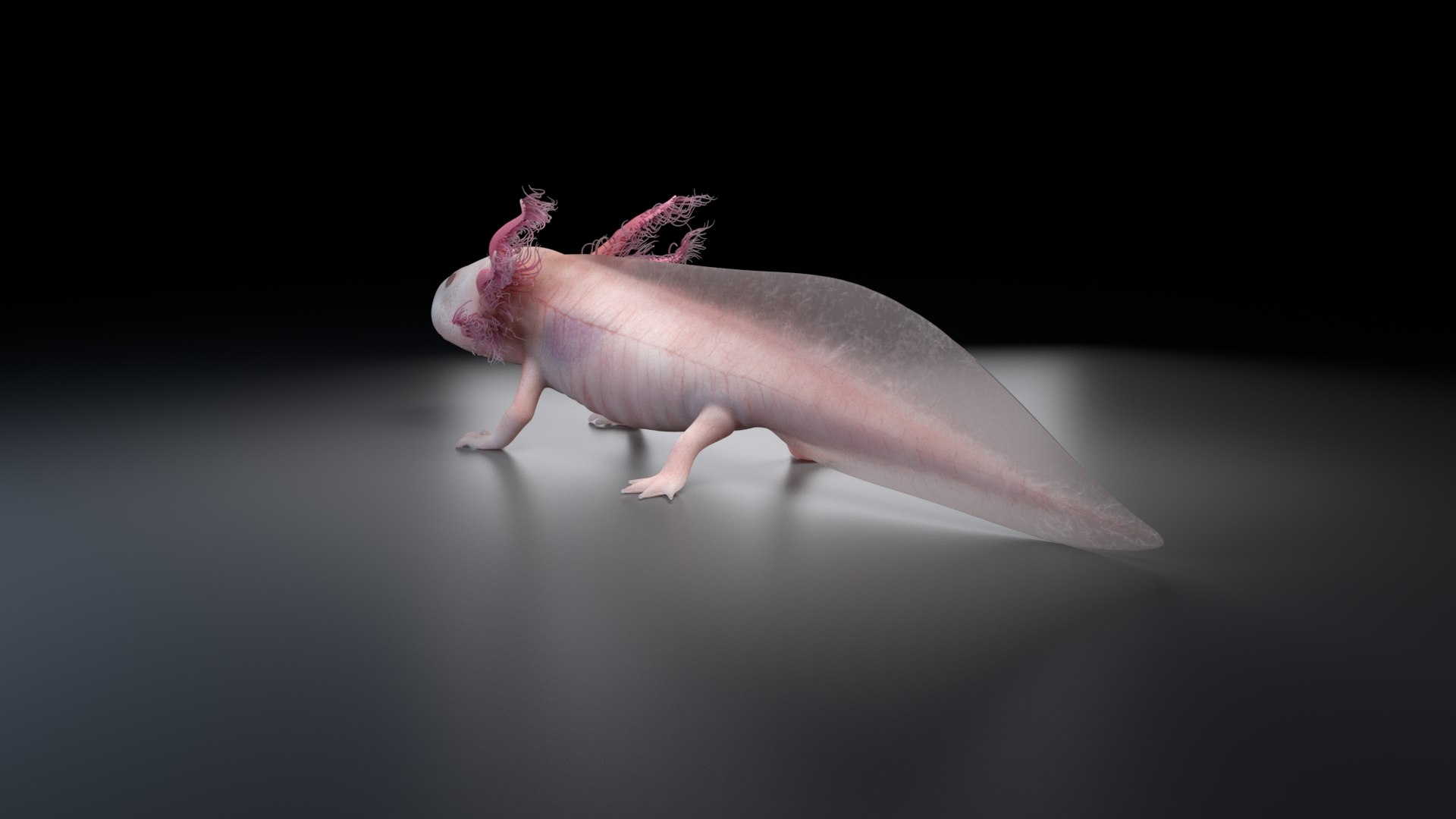 Axolotl - 3D Model - TurboSquid 1442844