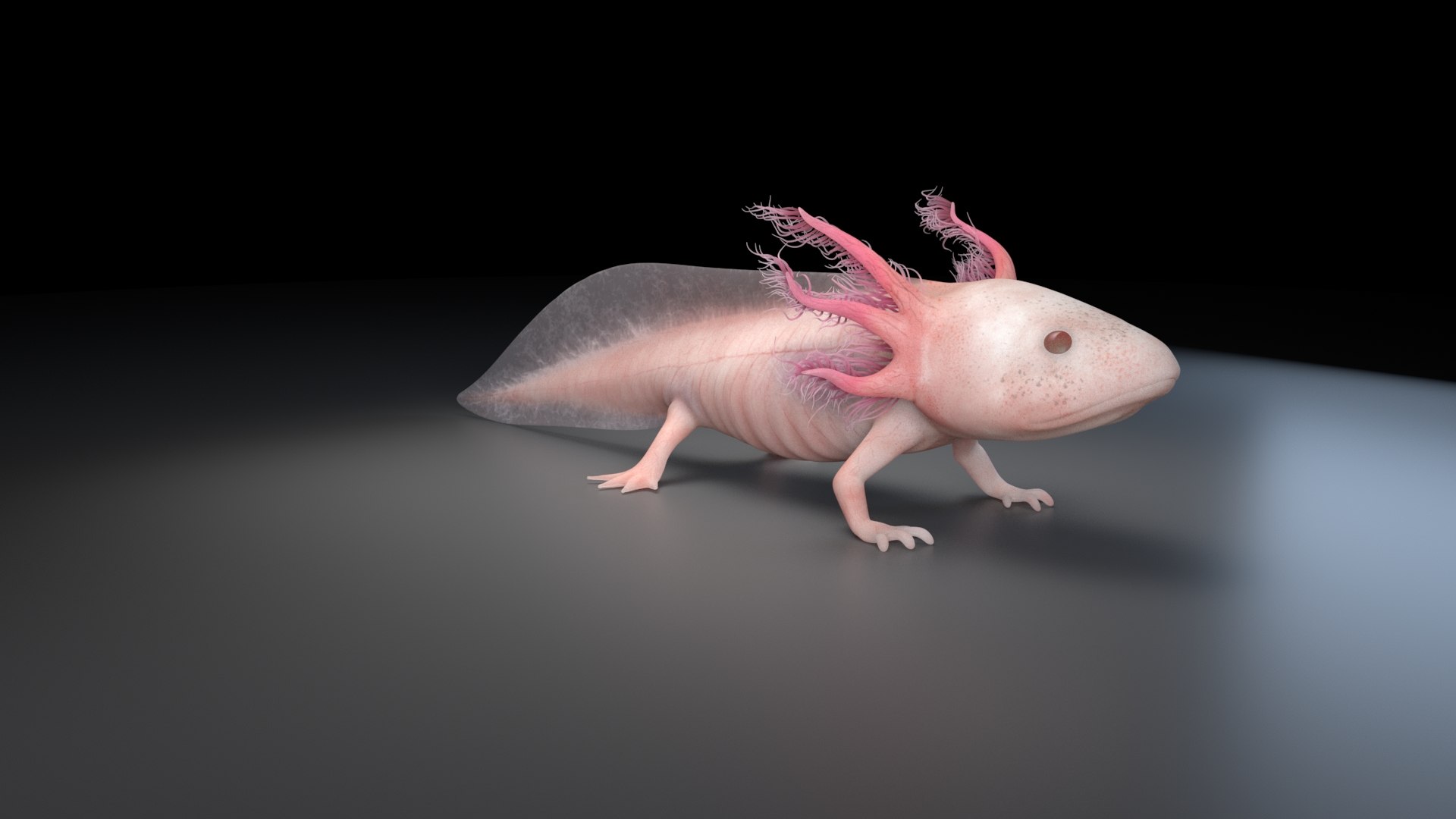 Axolotl - 3D Model - TurboSquid 1442844