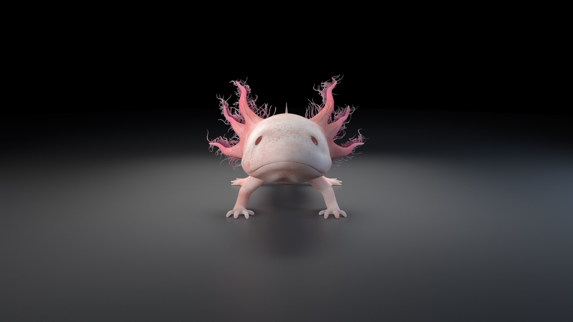 Axolotl - 3D Model - TurboSquid 1442844