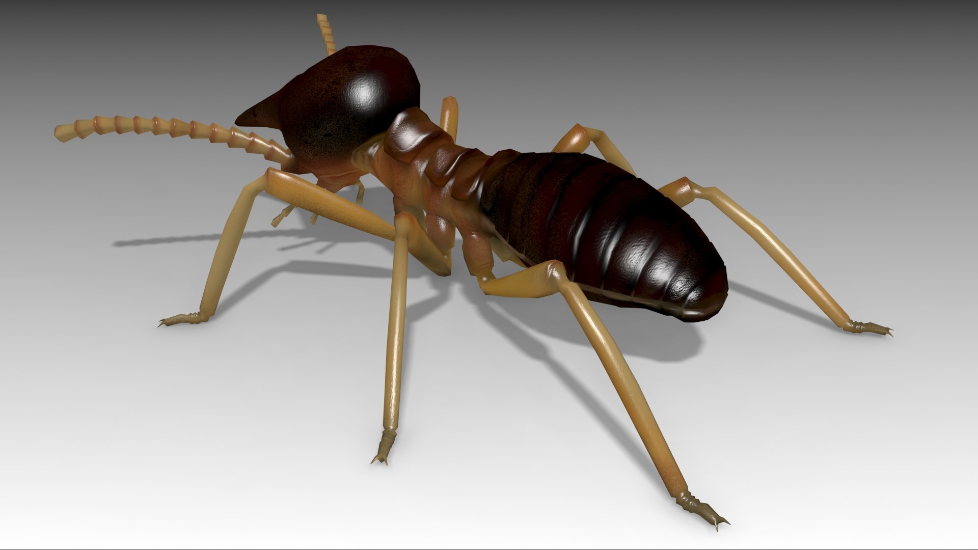 Nasute Termite 3D Model - TurboSquid 1850040