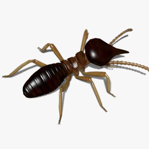 Termite 3D Models for Download | TurboSquid
