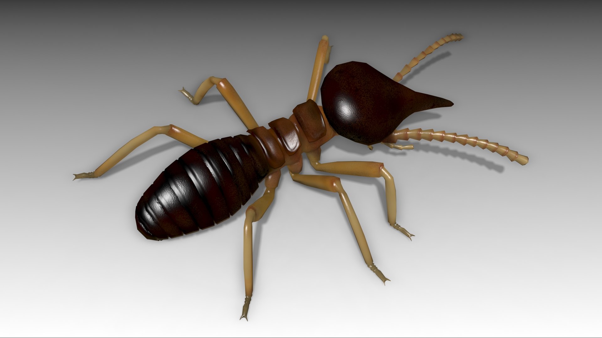Nasute Termite 3D Model - TurboSquid 1850040