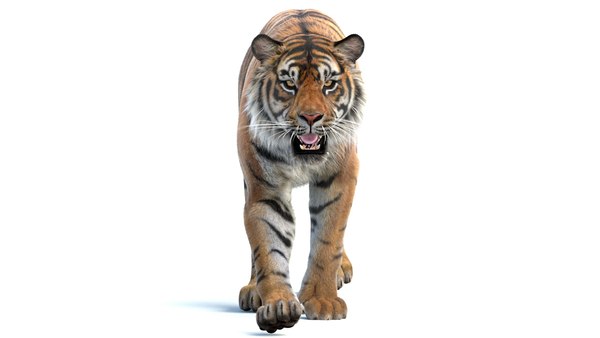 modelo 3d Modelo 3D peludo de tigre de Sumatra animado - TurboSquid 2293106