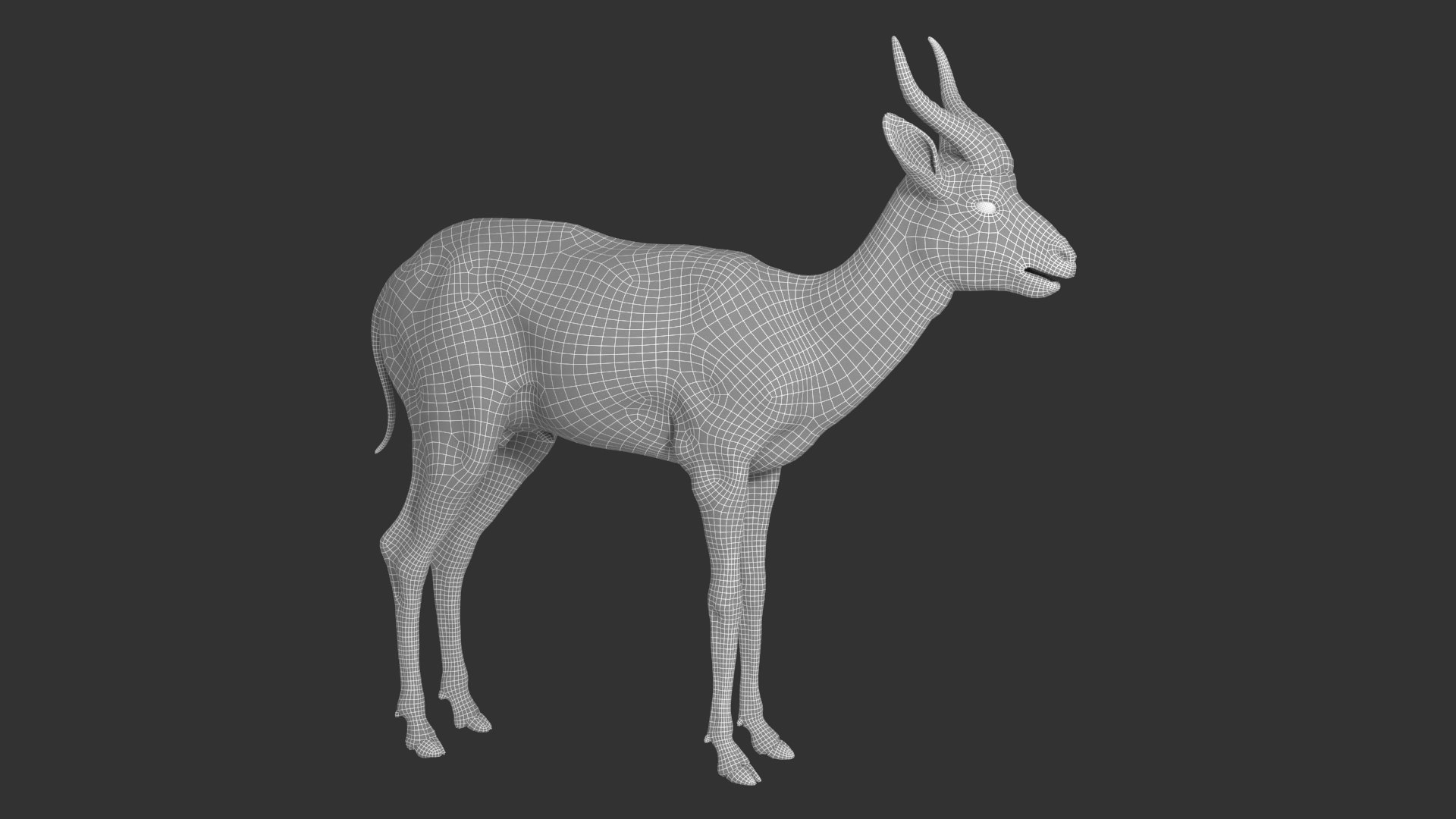 3D Springbok - TurboSquid 2243192