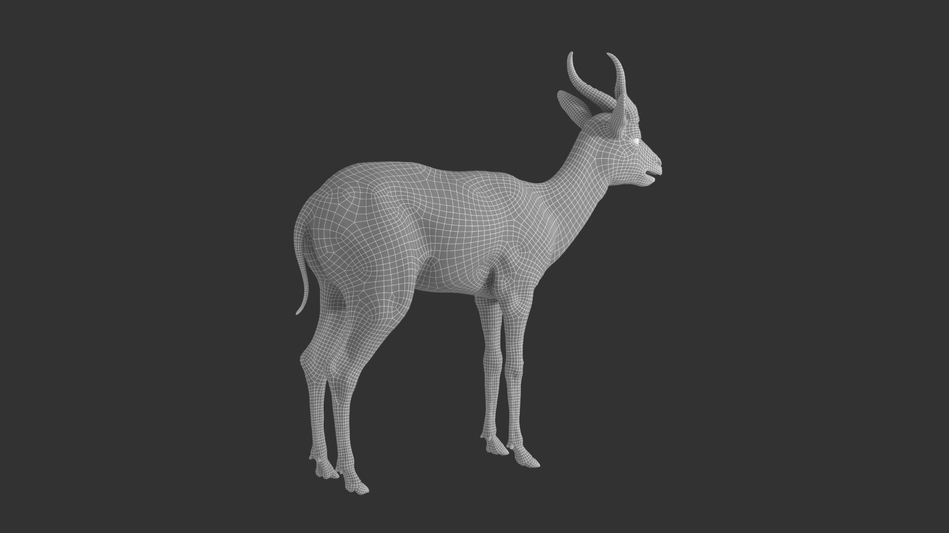 3D Springbok - TurboSquid 2243192