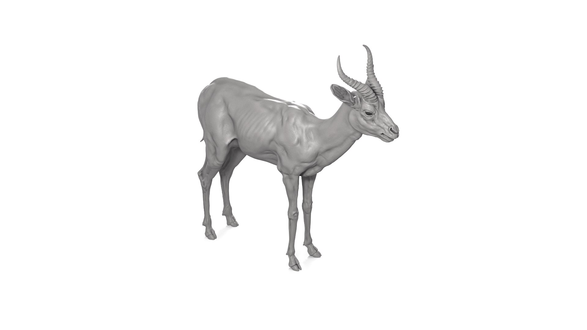 3D Springbok - TurboSquid 2243192