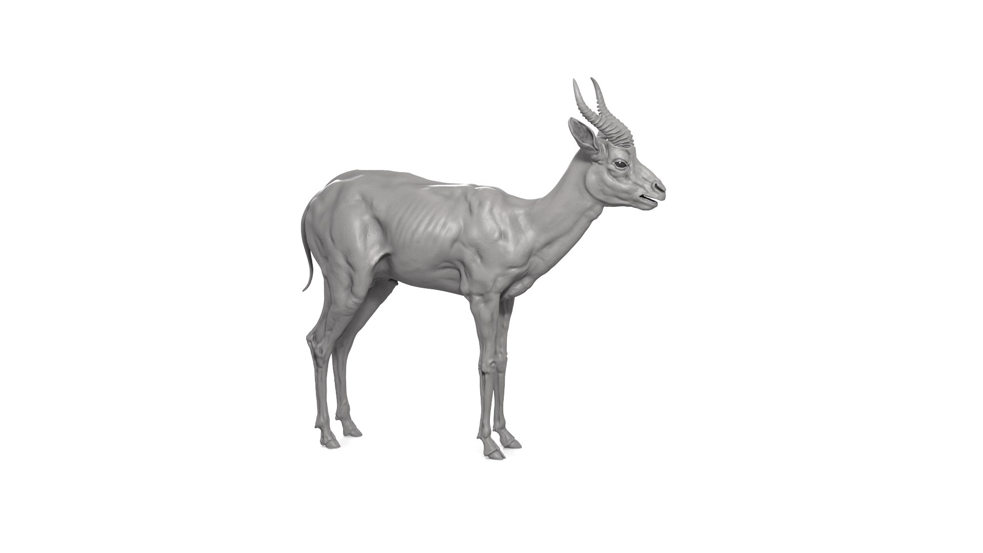 3D Springbok - TurboSquid 2243192